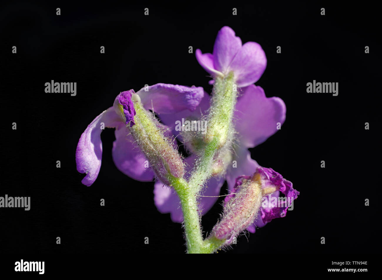 Matthiola incana close-up Stock Photo - Alamy