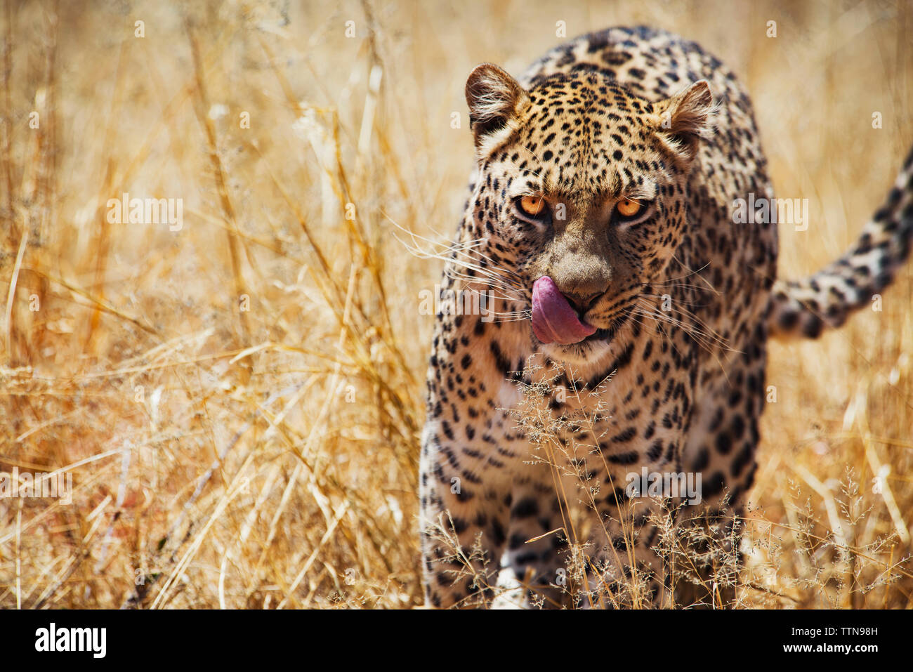 Leopard Nose High Resolution Stock Photography and Images - Alamy