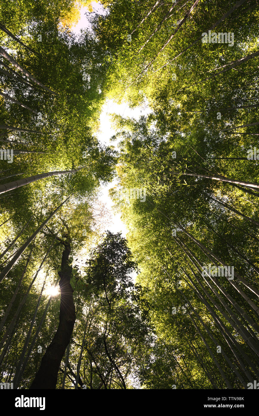Lush forest canopy sunlight hi-res stock photography and images - Alamy