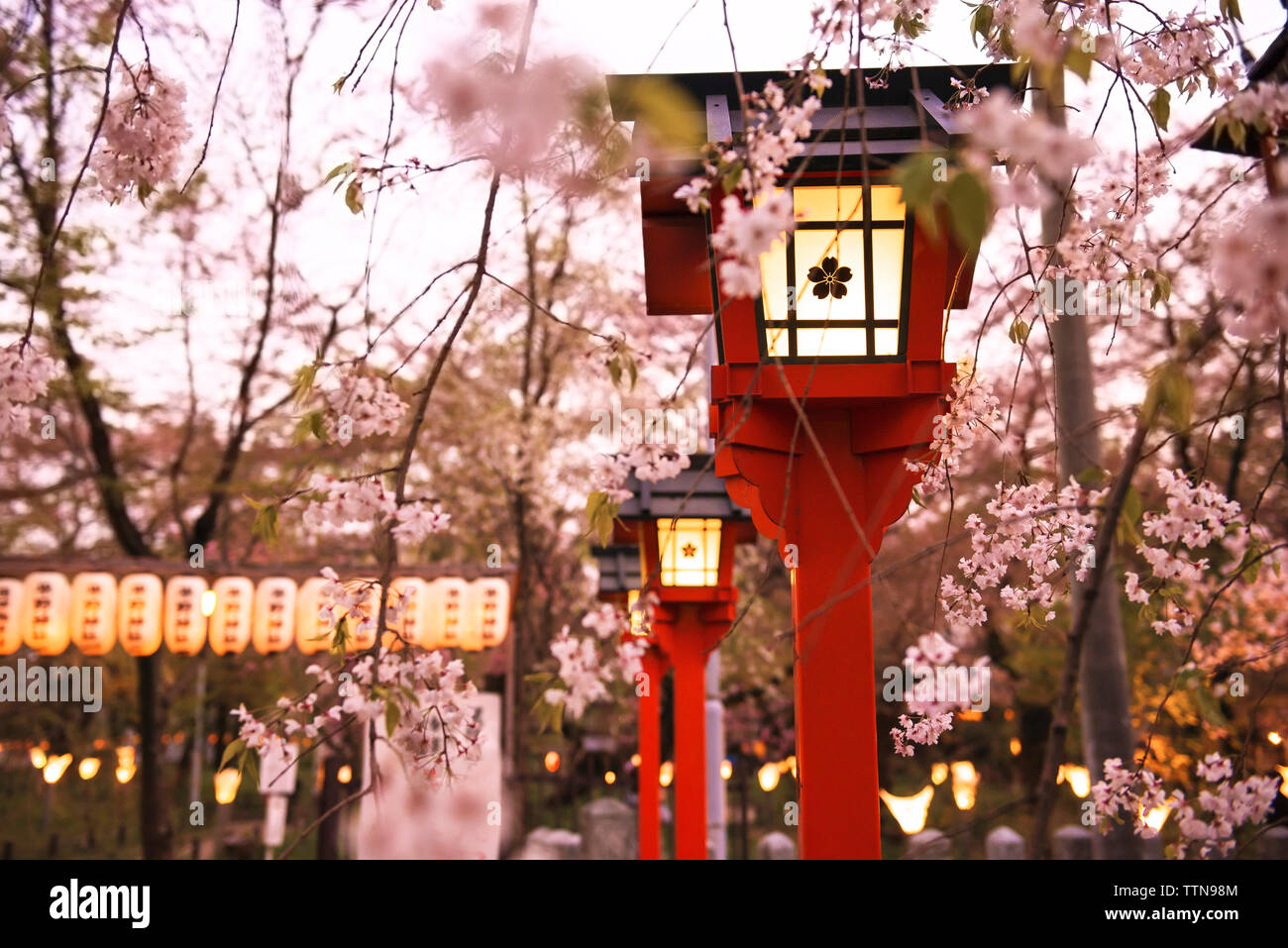 Illuminated lanterns on columns in Japanese garden during springtime ...