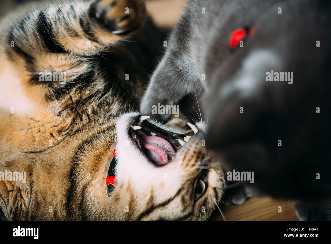 Cats fighting hi-res stock photography and images - Alamy