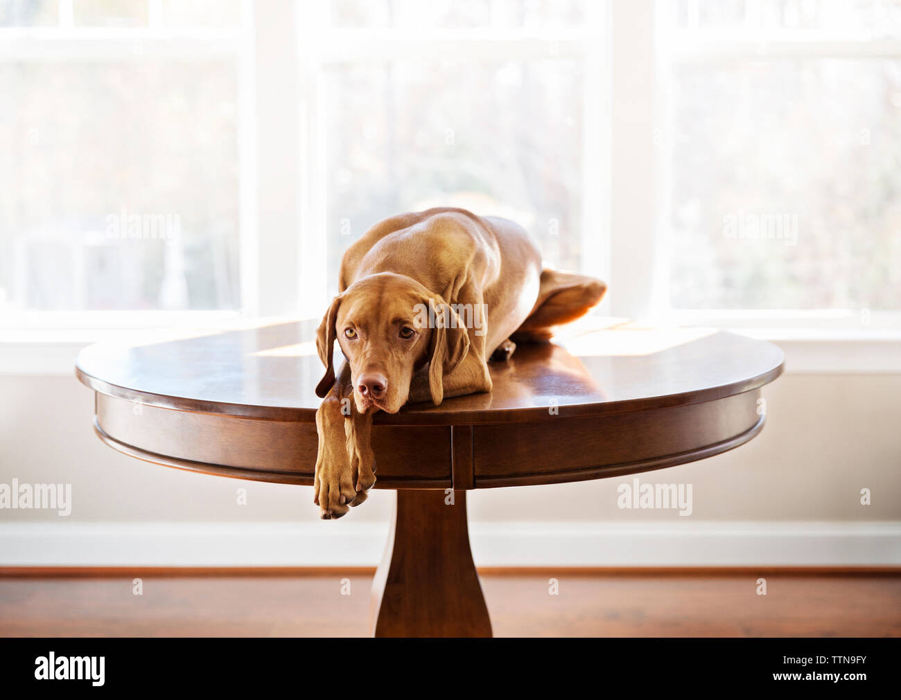 Dog lying on table Stock Photo - Alamy