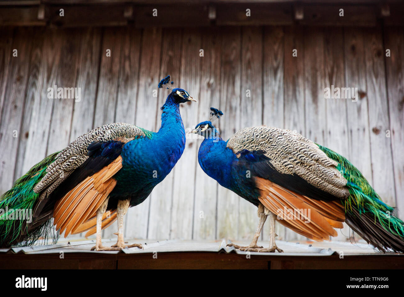 Peacocks on farm Stock Photo - Alamy