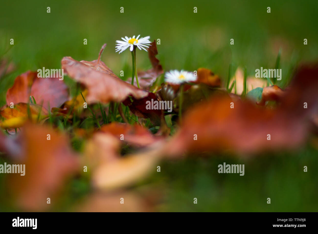Flush to the ground hi-res stock photography and images - Alamy
