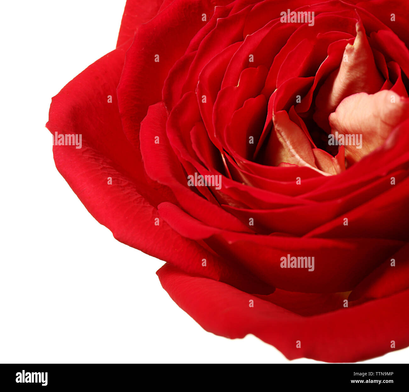 Red rose on white background Stock Photo - Alamy