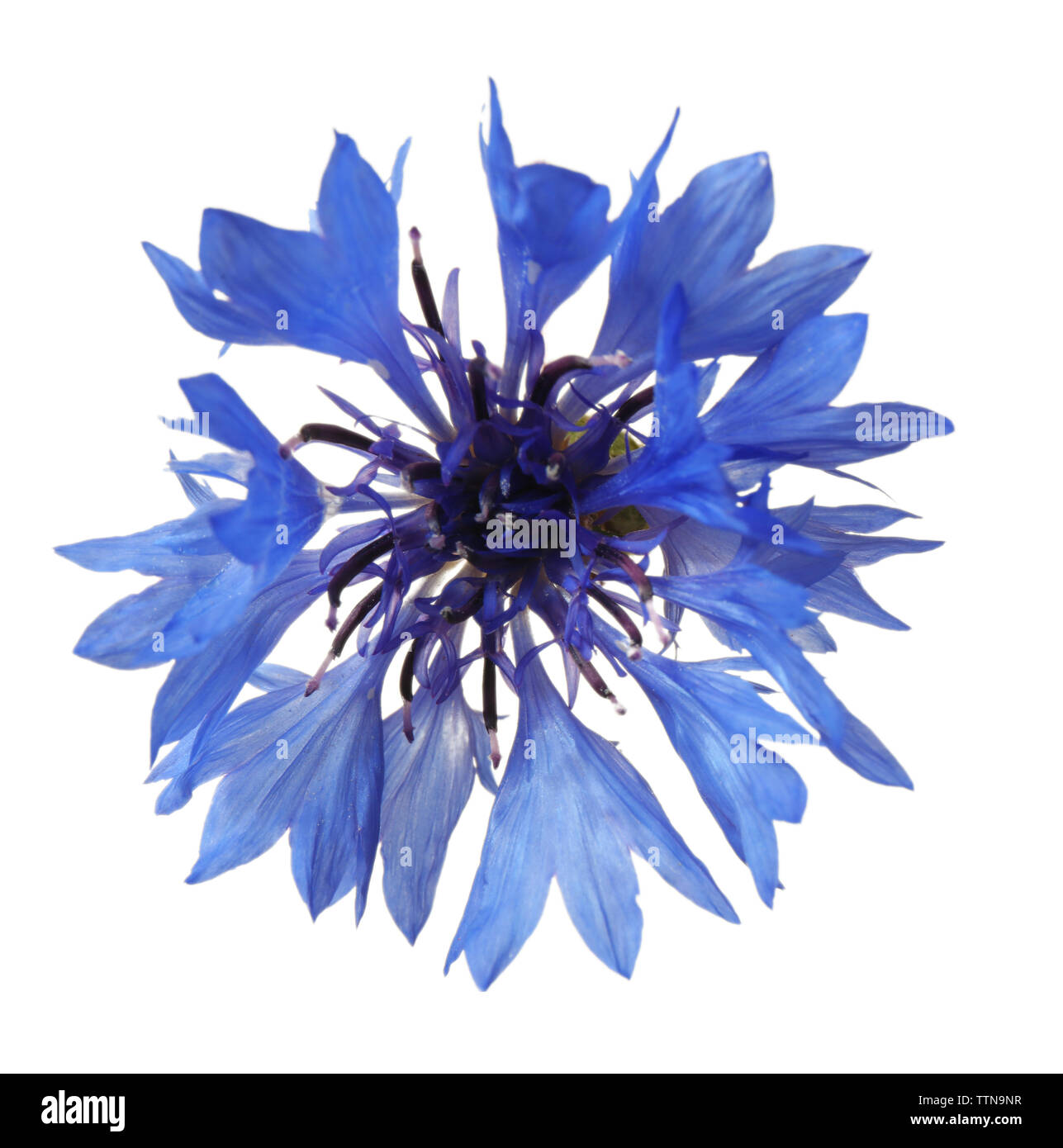 Beautiful blue cornflower, isolated on white Stock Photo - Alamy