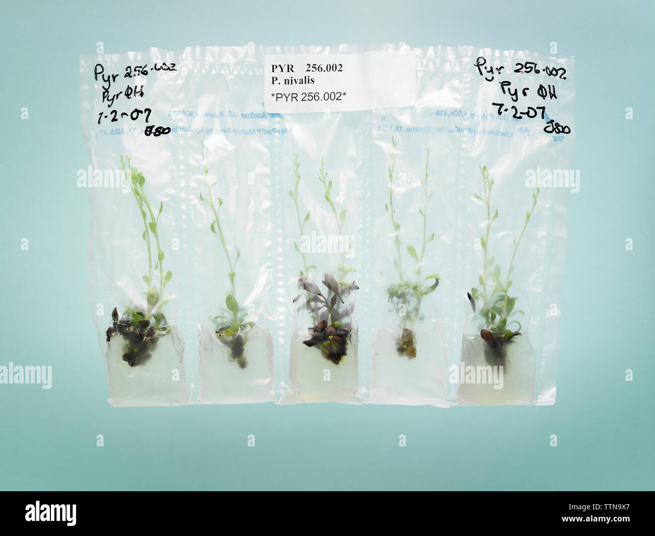 Botanical samples hi-res stock photography and images - Alamy