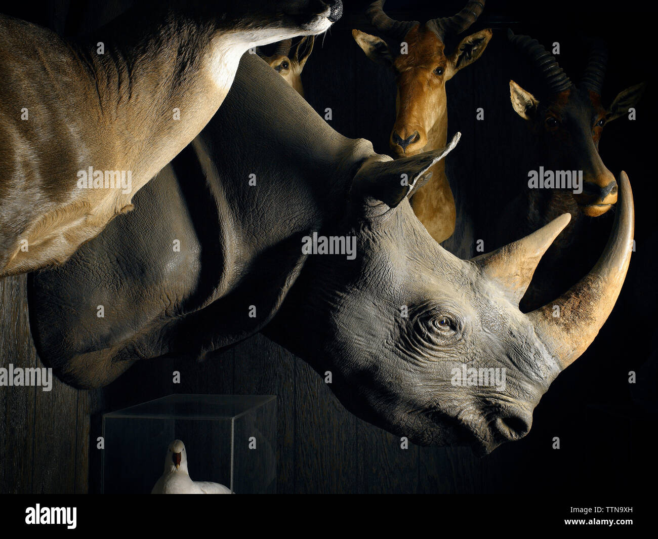 Hunting trophies on wall Stock Photo - Alamy