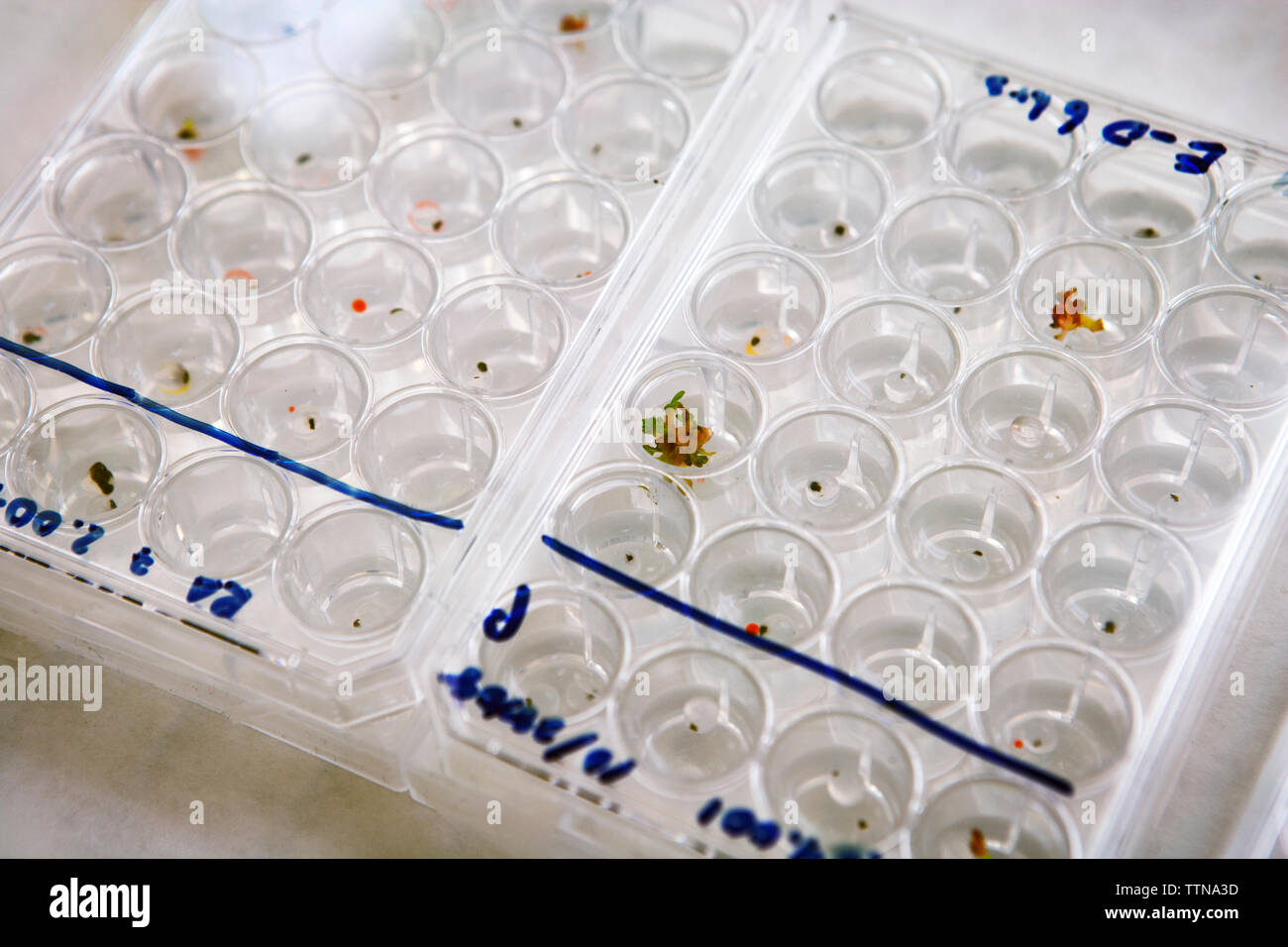 Elevated view of samples at laboratory Stock Photo - Alamy