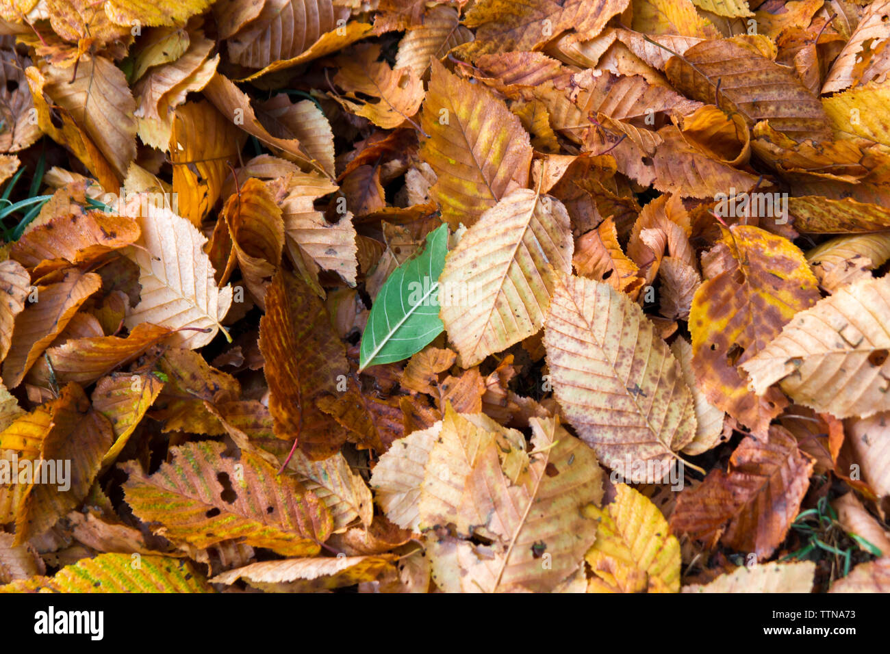 Single green leaf between autumn foliage on the ground Stock Photo - Alamy