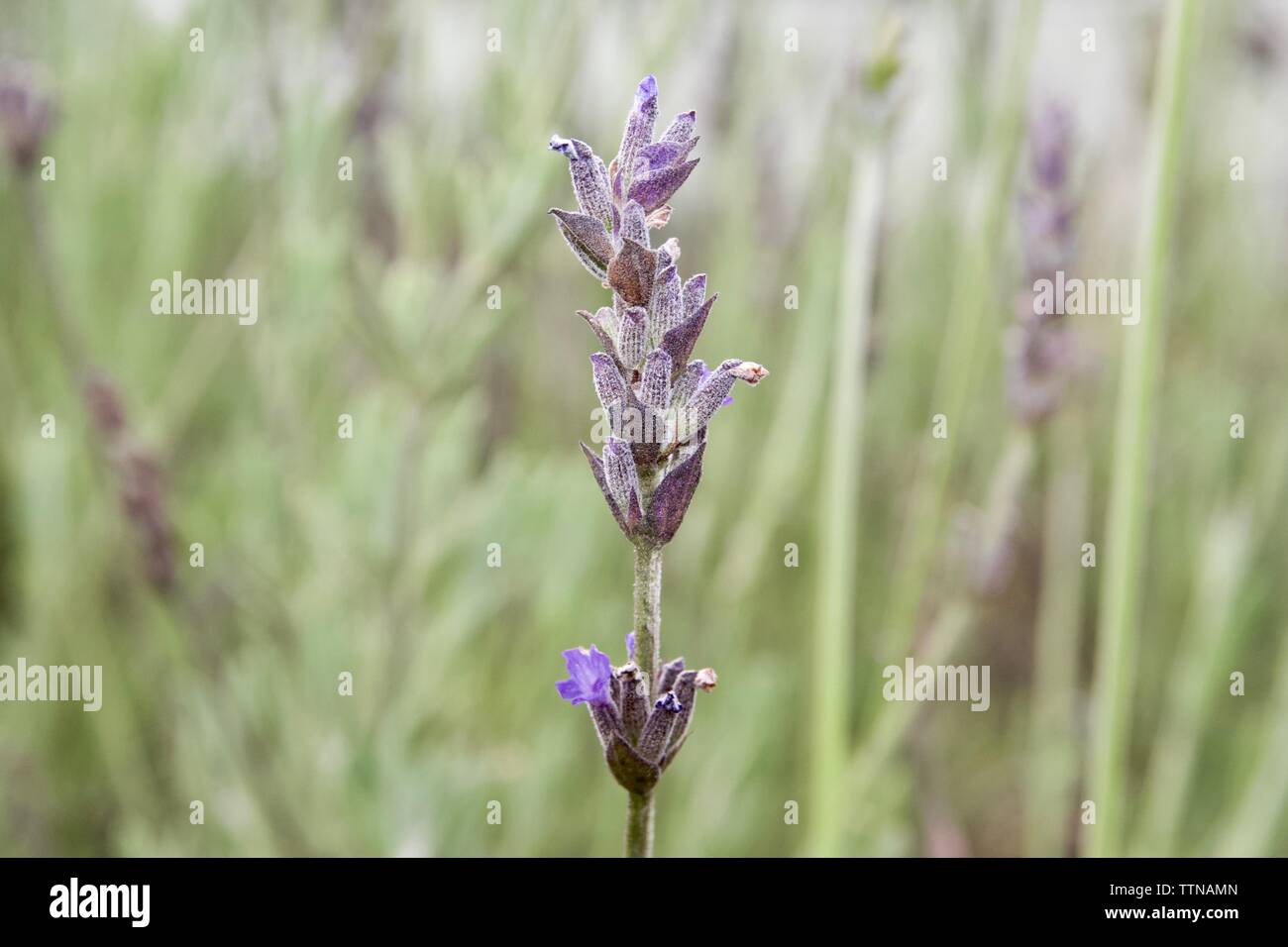 Lavandula heterophylla, commonly known as sweet lavender Stock Photo ...
