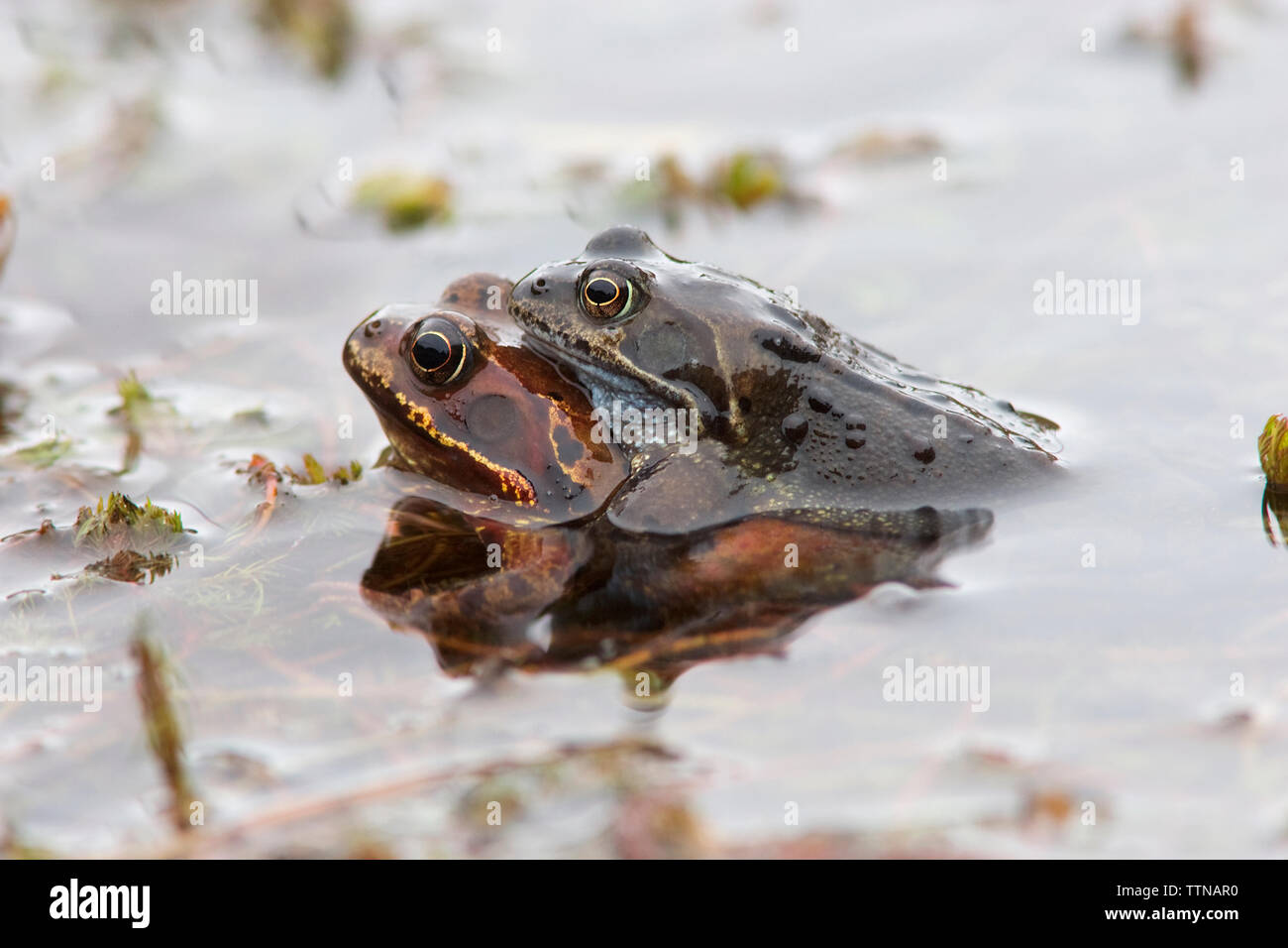 Common Frogs [Rana temporaria] spawning in a garden pond. This usually ...