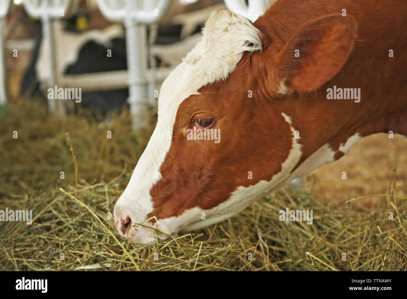 Cow in corral Stock Photo - Alamy