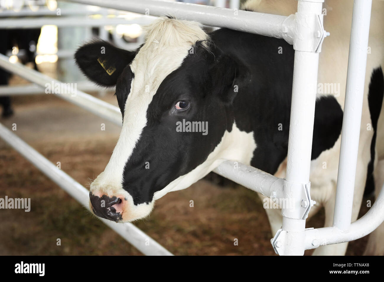 Cow in corral Stock Photo - Alamy