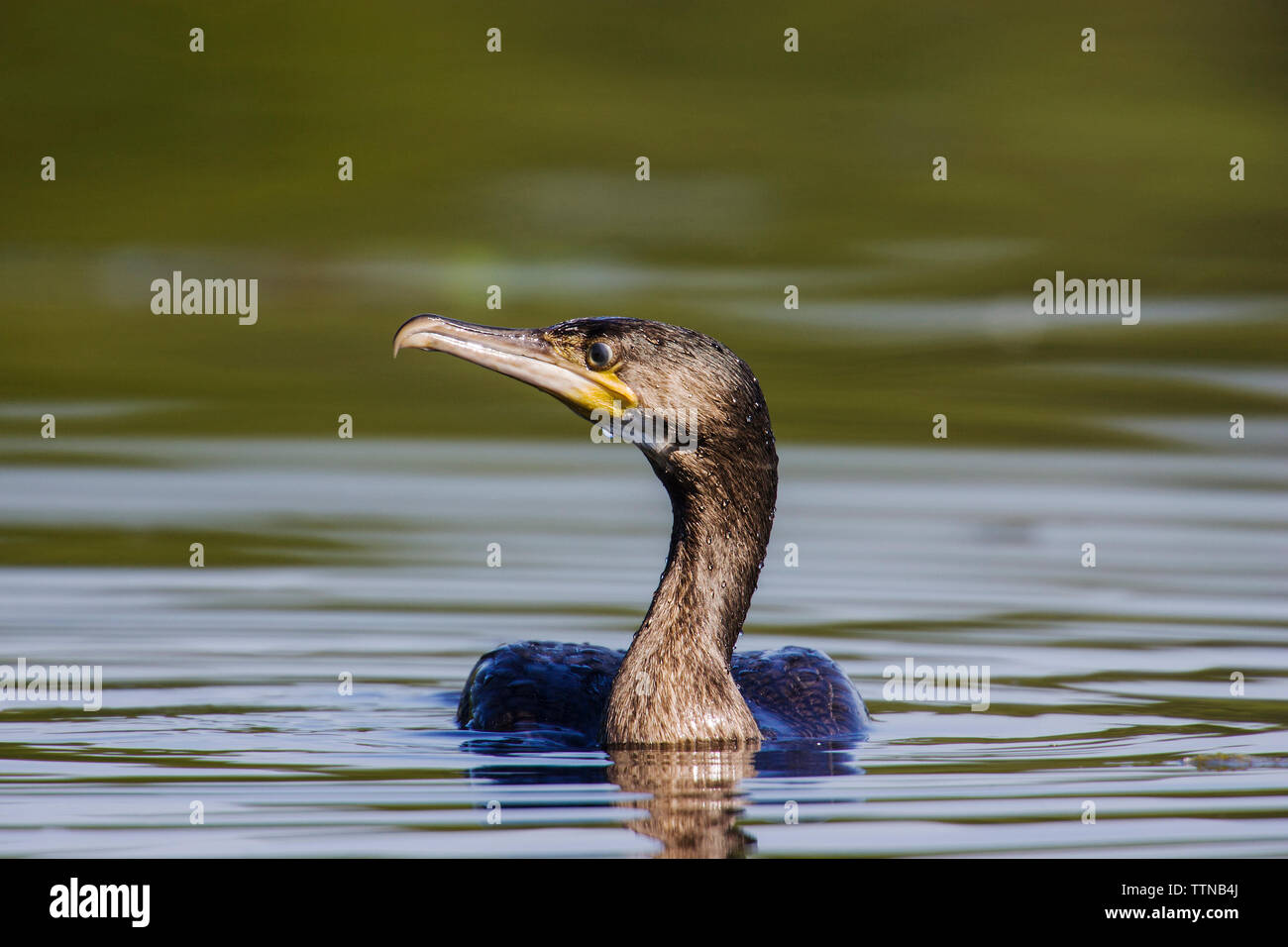 Freshwater Fish Eating Birds