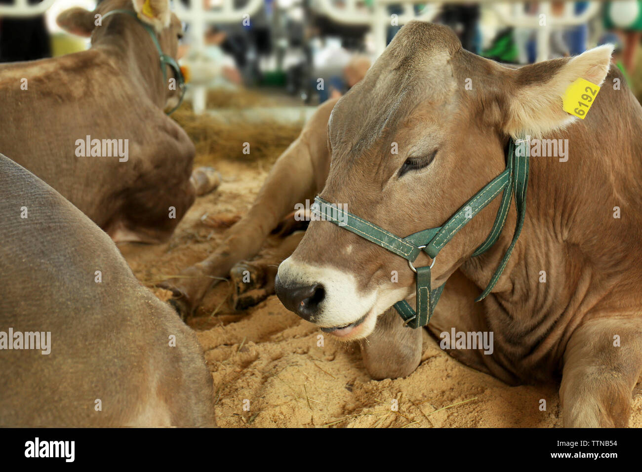 Cows in stall at fair hi-res stock photography and images - Alamy