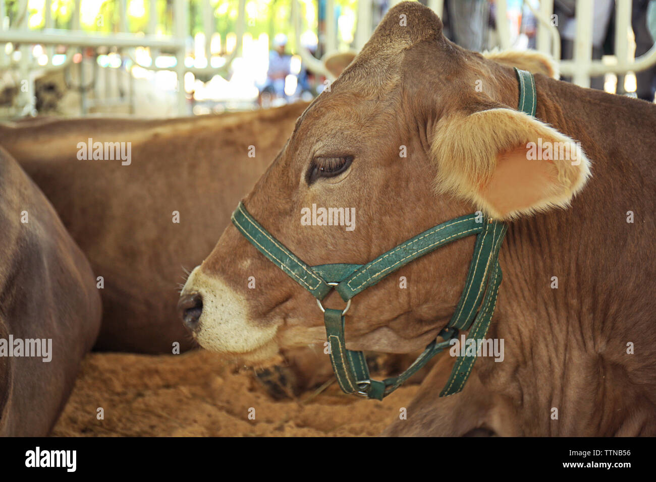 Cow in corral Stock Photo - Alamy