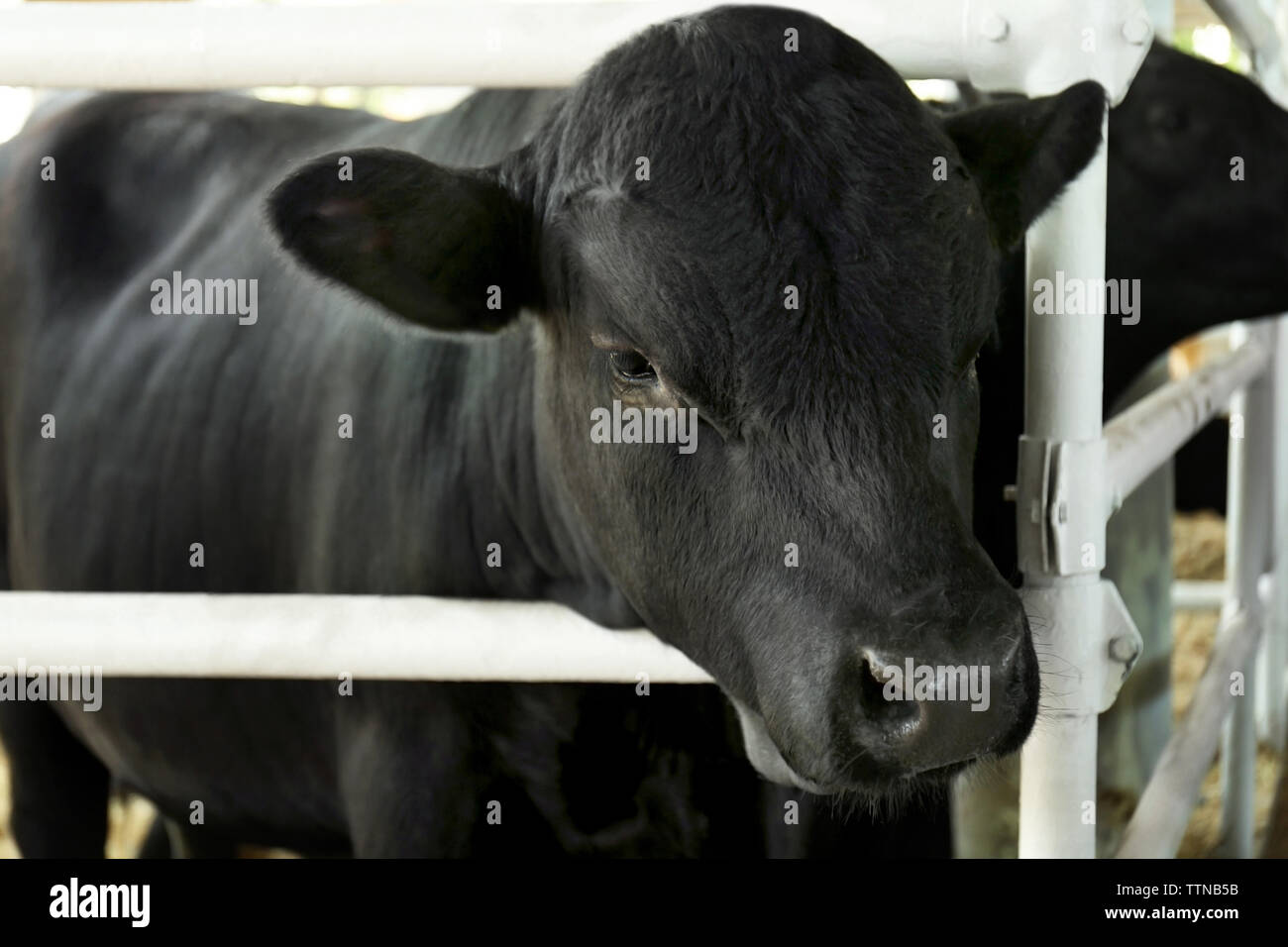 Cow in corral Stock Photo - Alamy