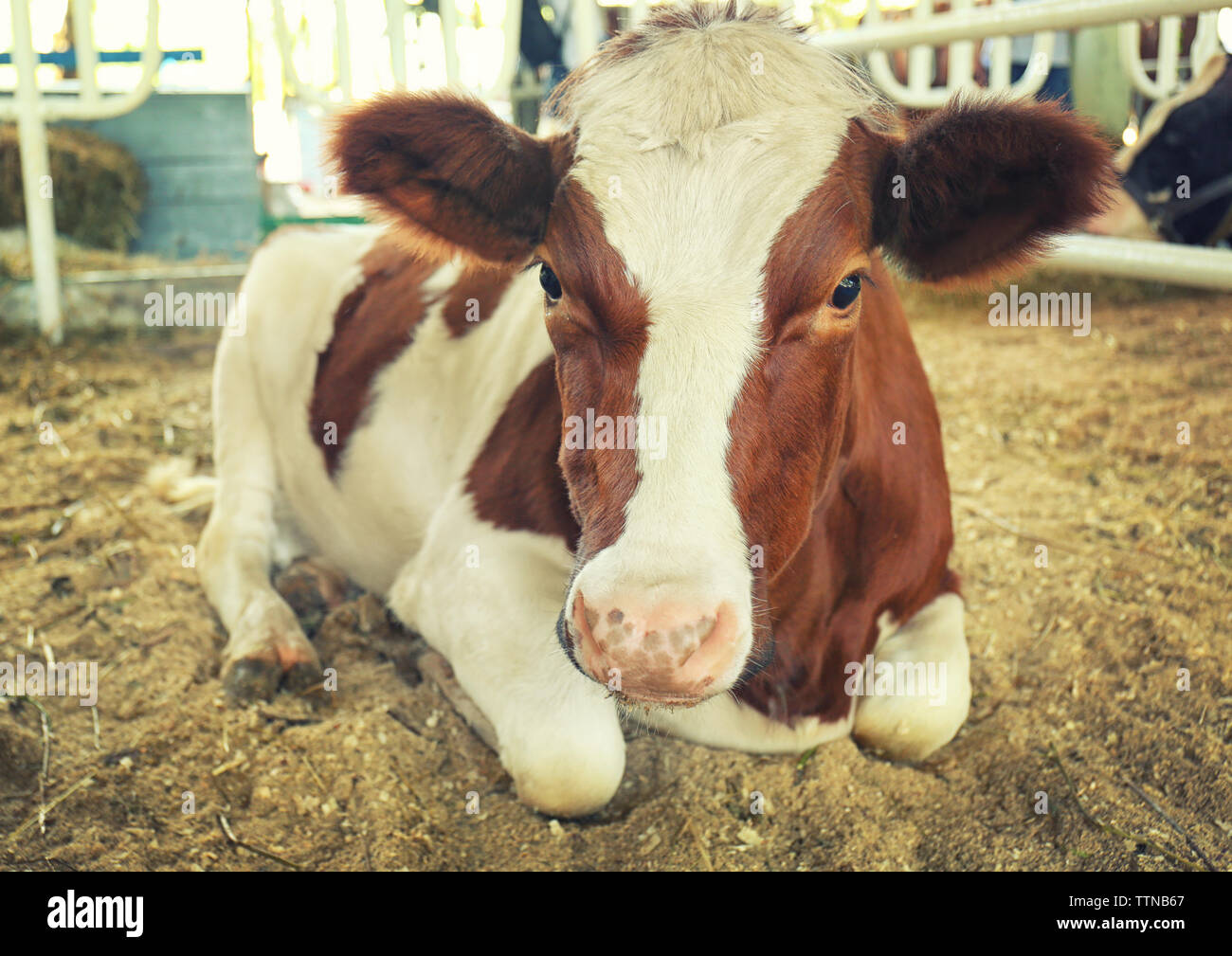 Cow in corral Stock Photo - Alamy
