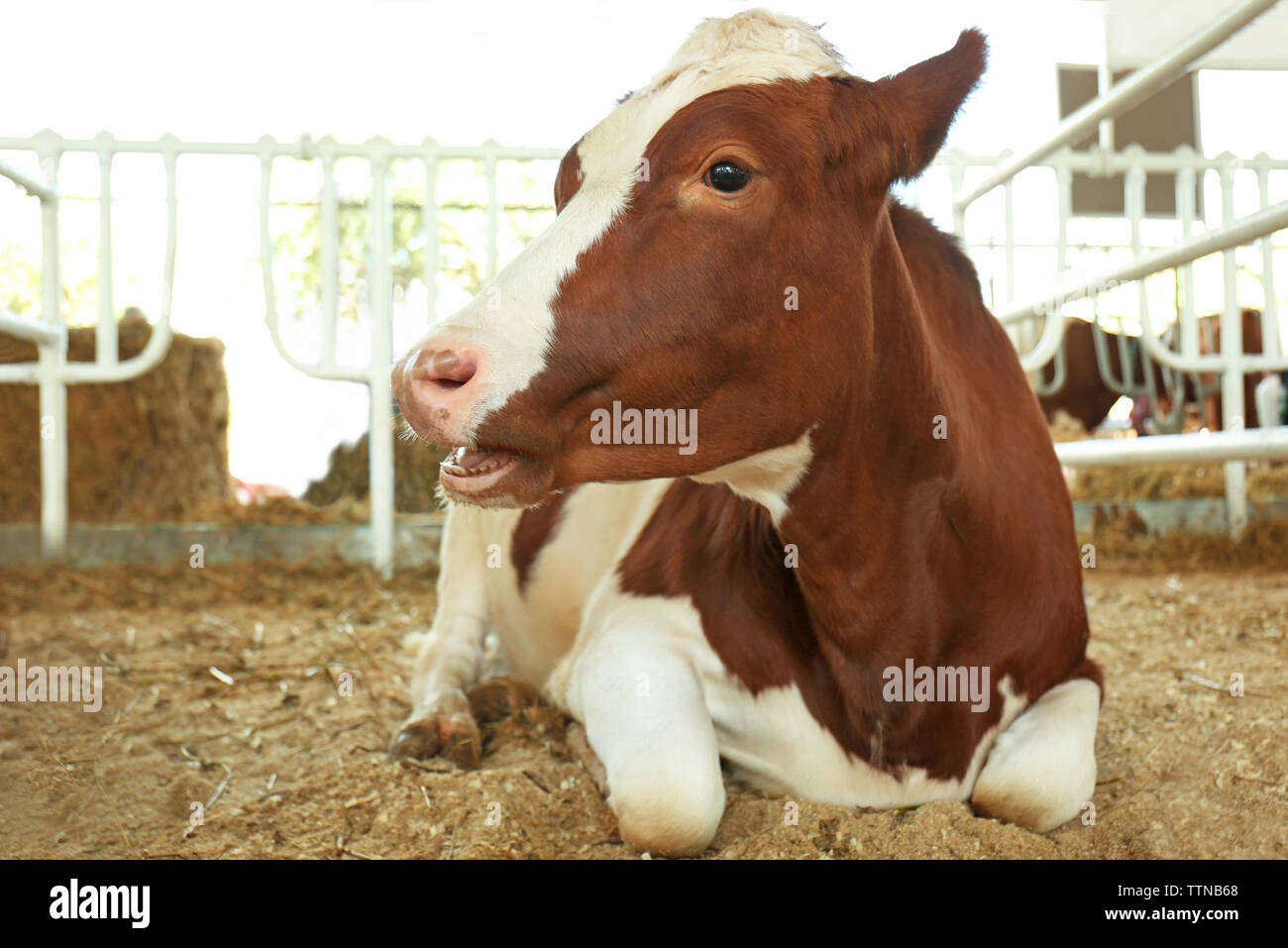 Cow in corral Stock Photo - Alamy