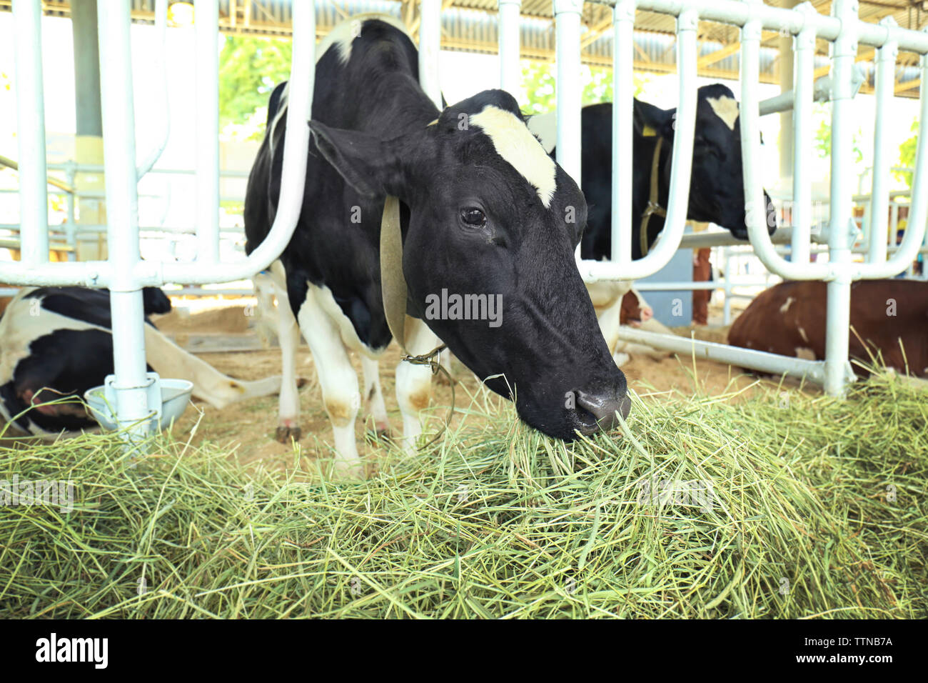 Cow in corral Stock Photo - Alamy