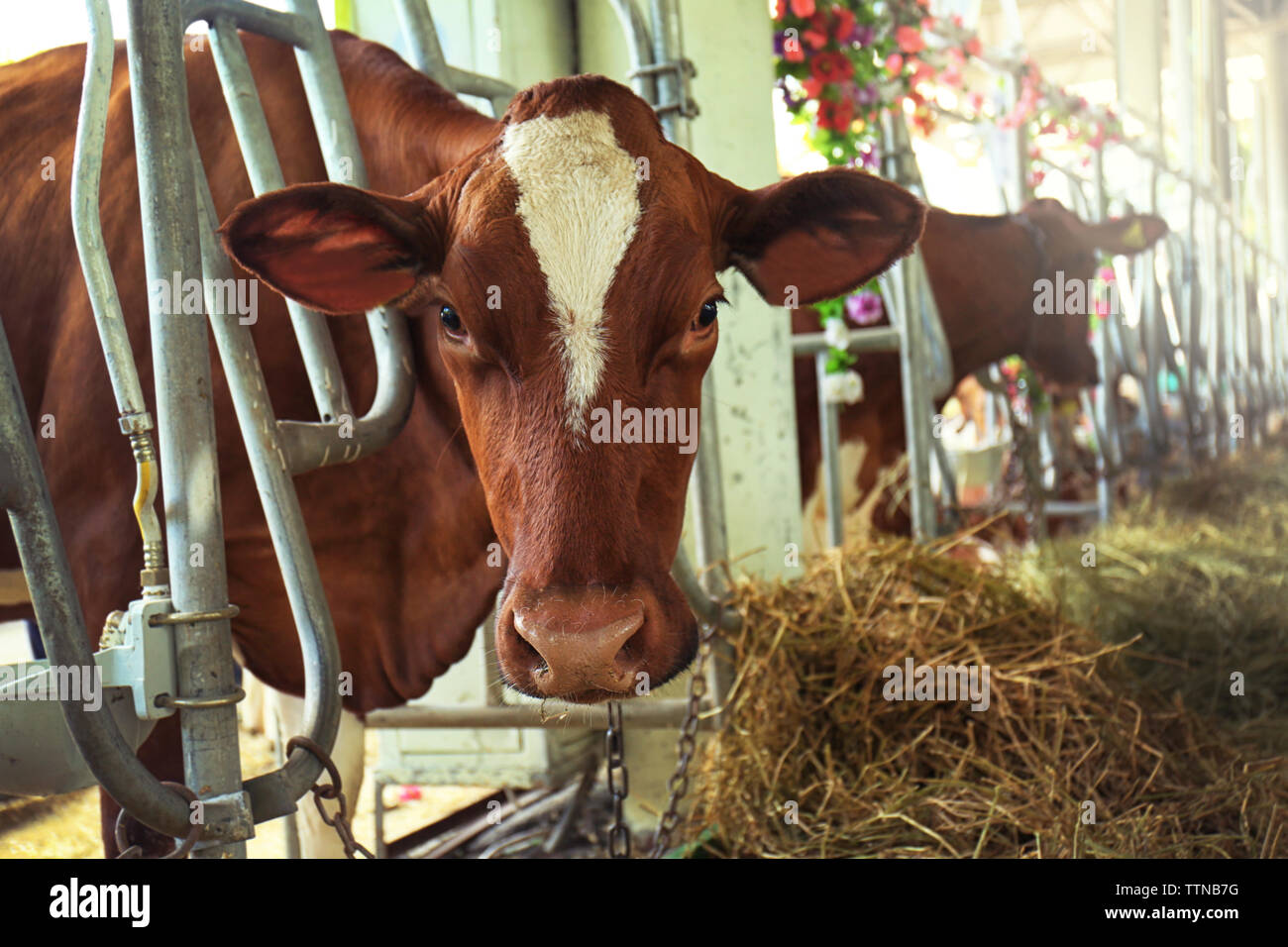 Cow in corral Stock Photo - Alamy