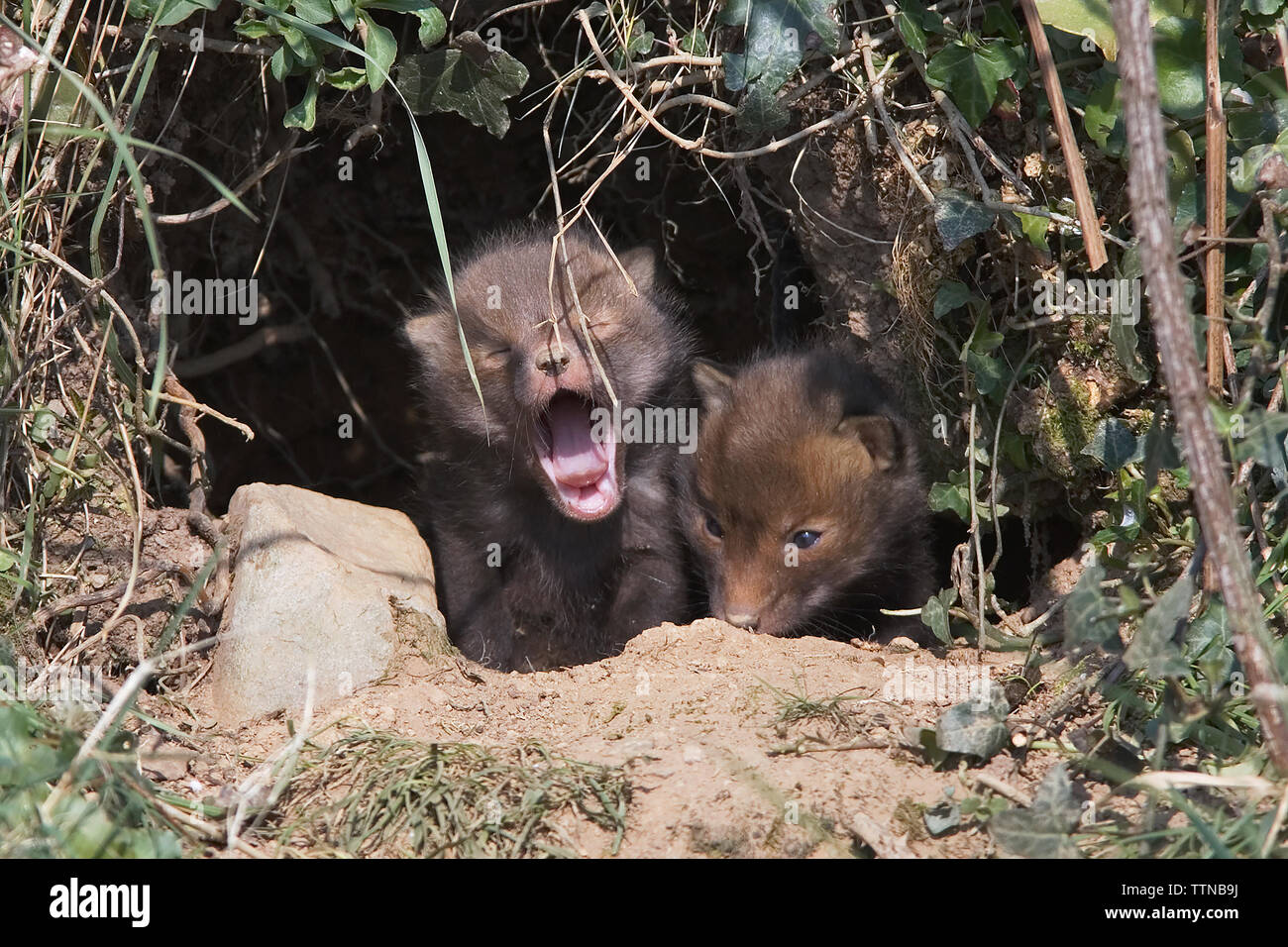Fox cubs photographed in the countryside in Ireland. The Fox is ...
