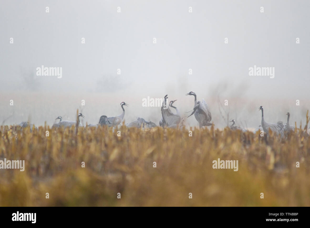 Dancing birds beautiful cluster bird hi-res stock photography and ...