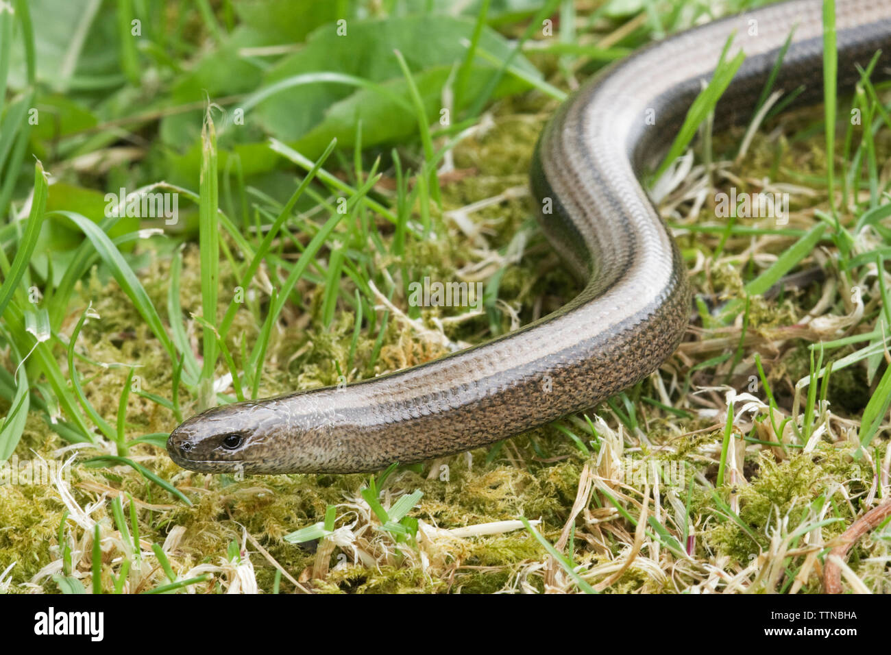 Ventral scales snake hi-res stock photography and images - Alamy