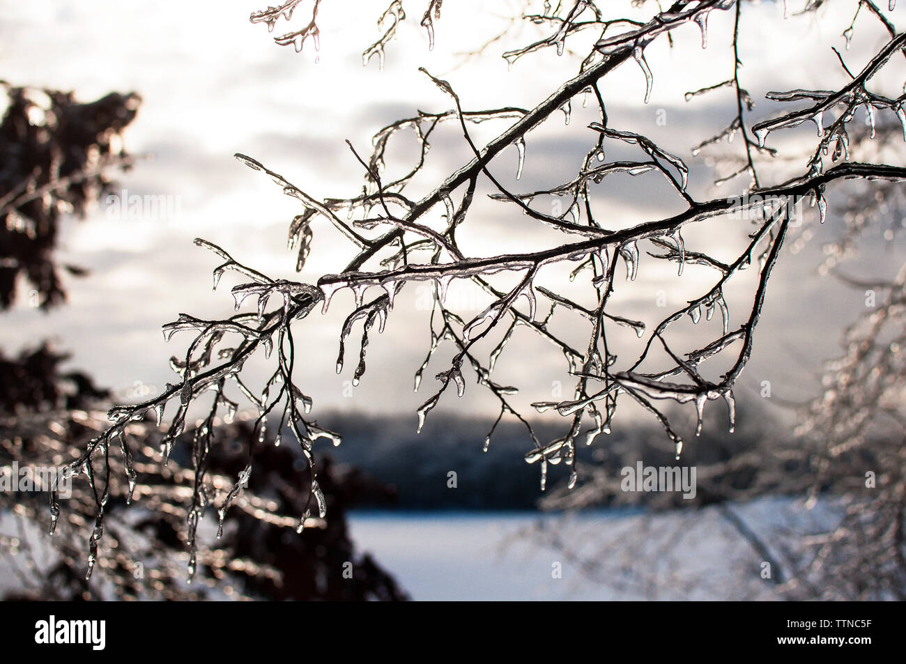 Frozen tree in winter ice Stock Photo - Alamy