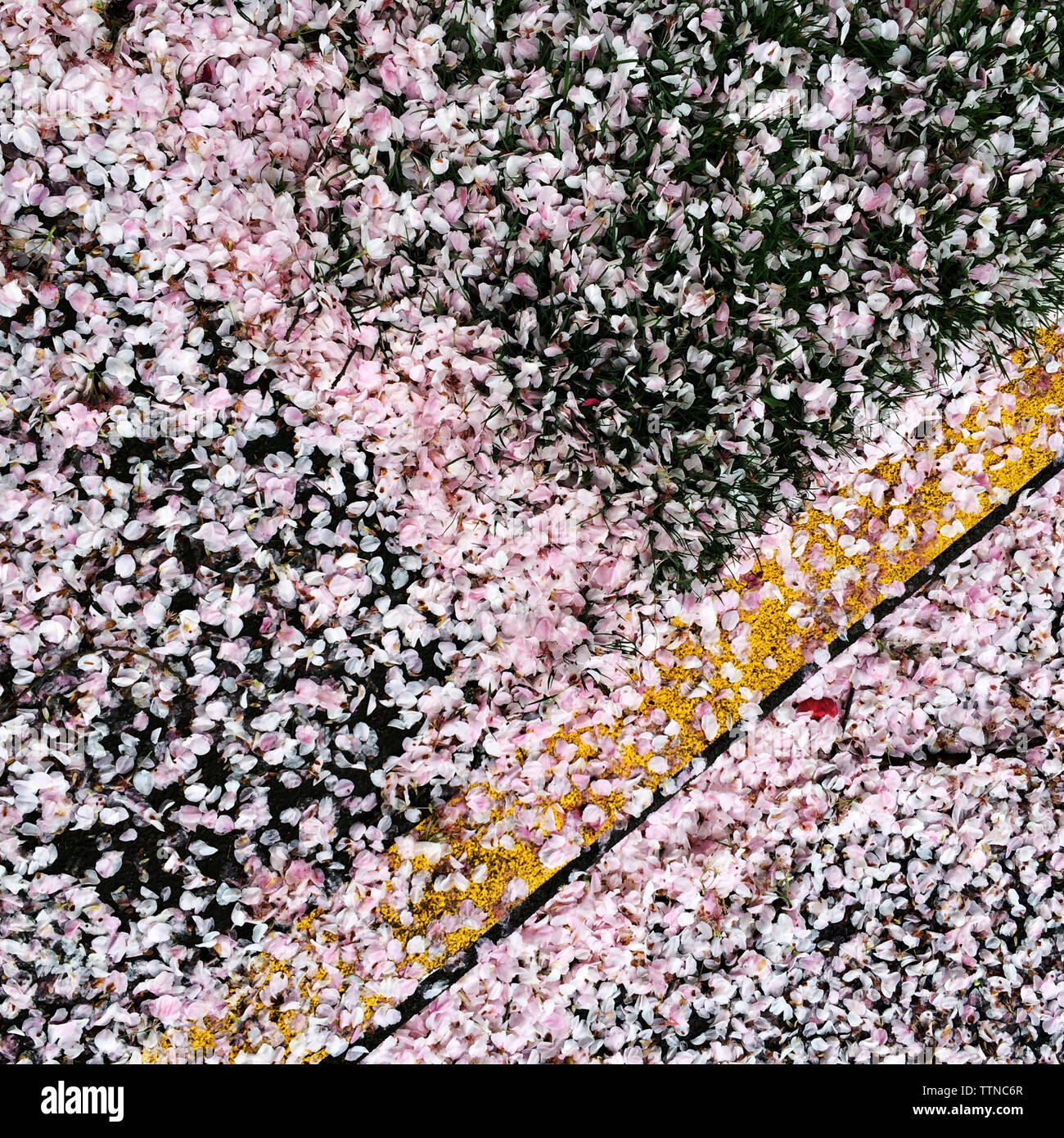 Pink cherry blossom petals on grass and curb Stock Photo - Alamy