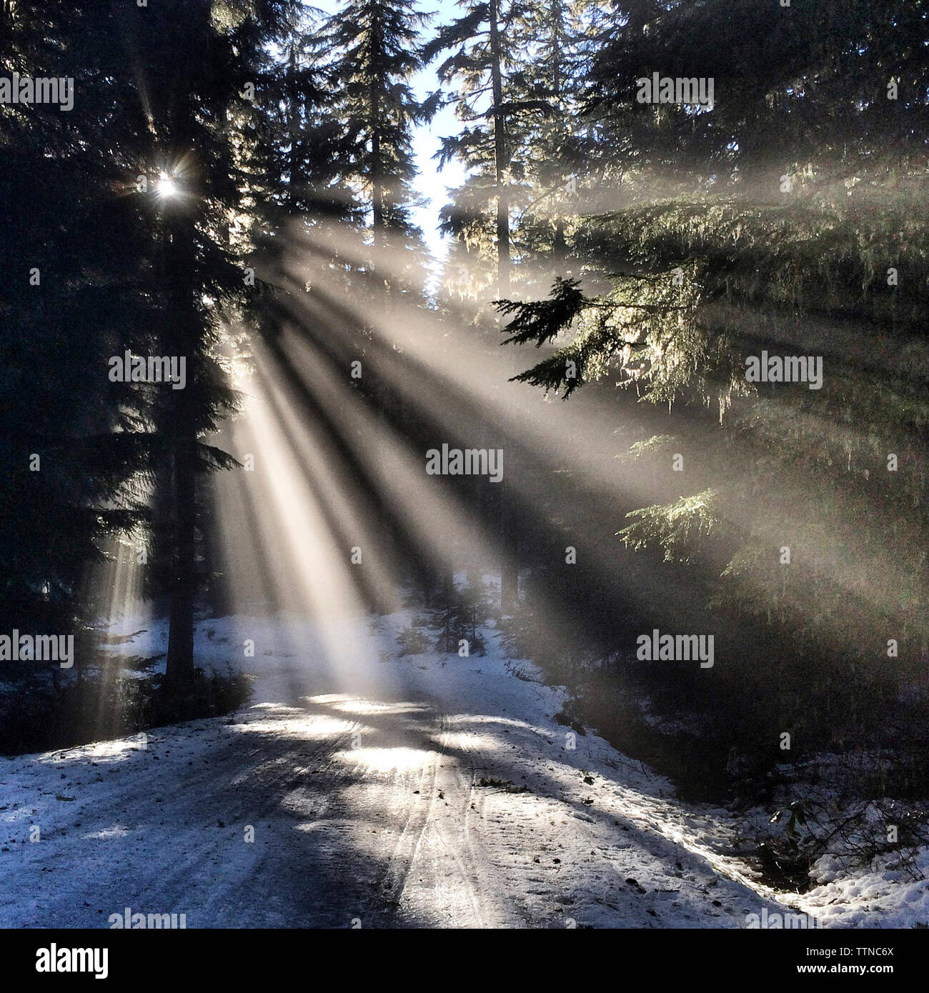 Sunlight through trees in winter Stock Photo - Alamy
