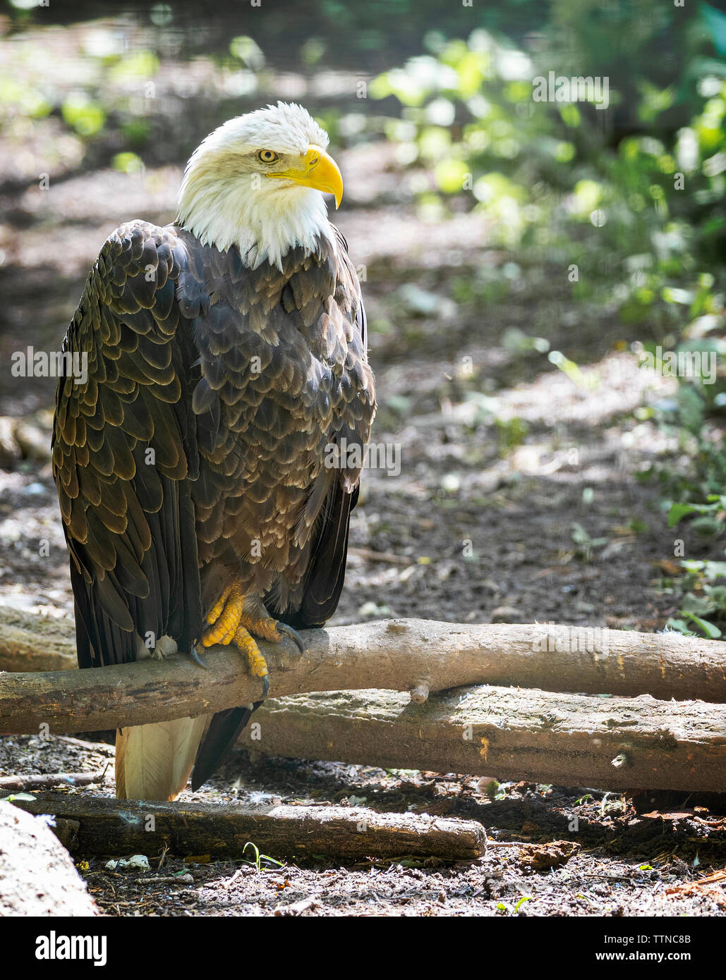 North American Bald Eagle Stock Photo - Alamy
