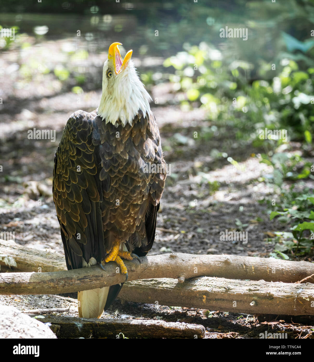 North American Bald Eagle Stock Photo - Alamy