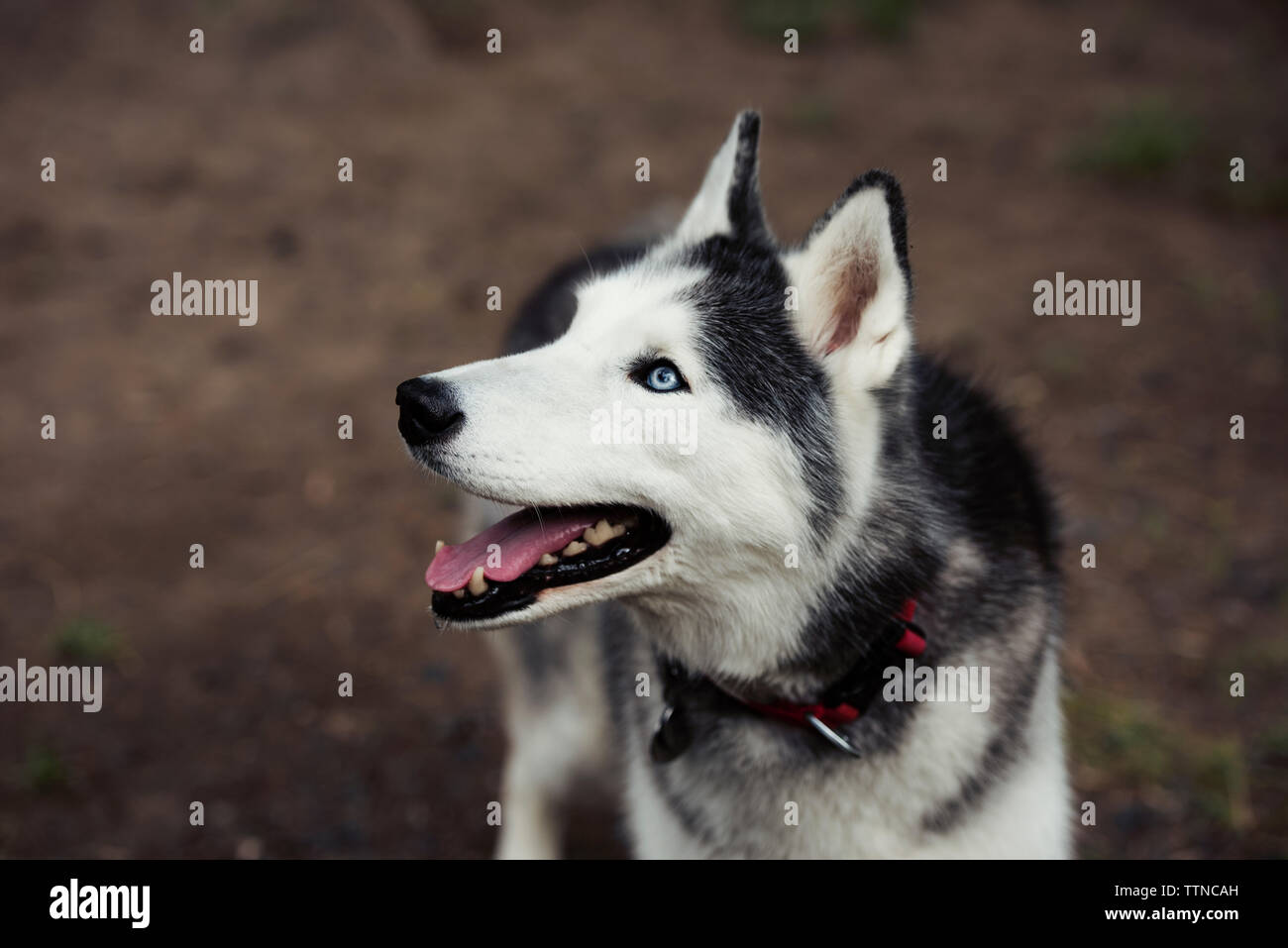Standing husky hi-res stock photography and images - Alamy