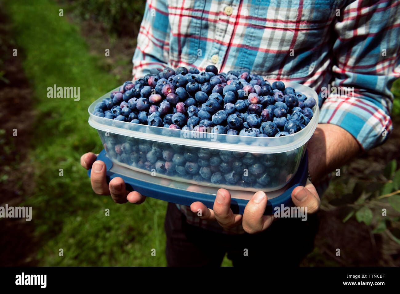 Midsection of man holding blueberries in container Stock Photo - Alamy