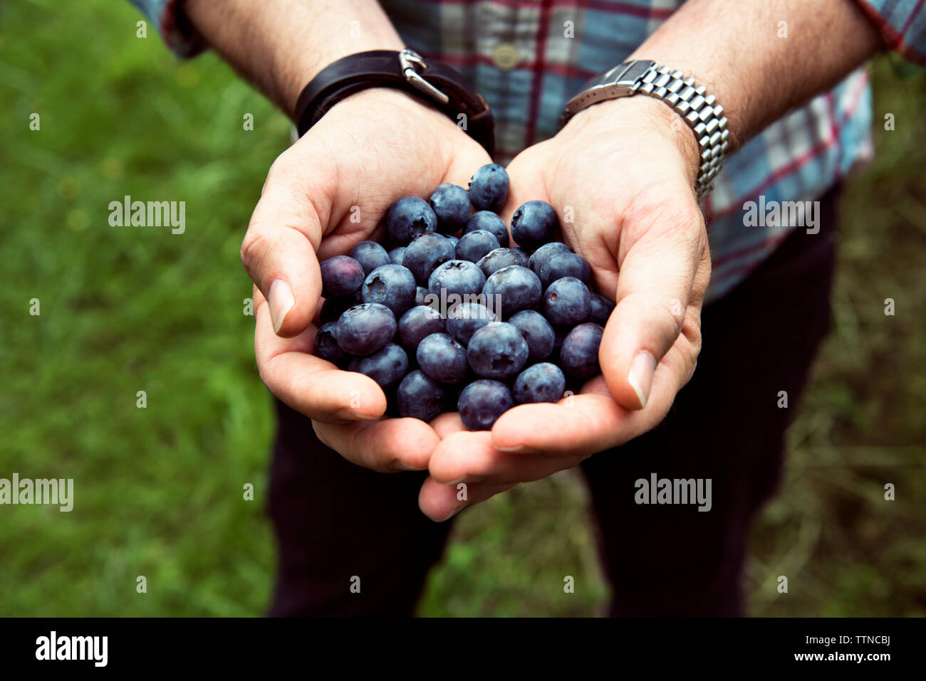 Midsection of man holding blueberries while standing in organic farm ...