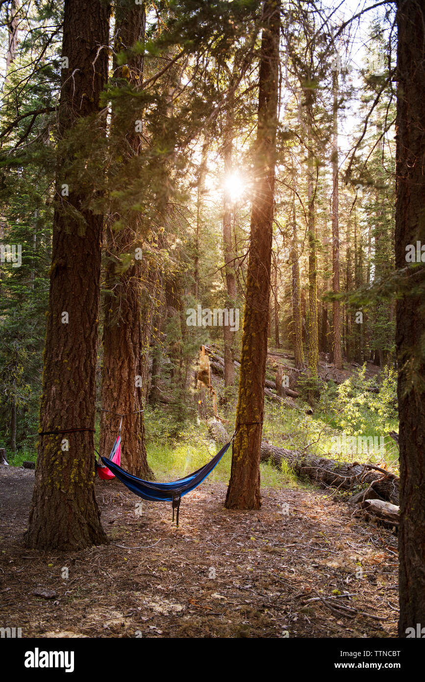 Hanging hammocks hi-res stock photography and images - Alamy