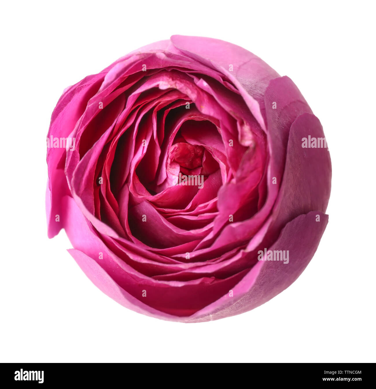 Closed pink rose bud Cut Out Stock Images & Pictures - Alamy