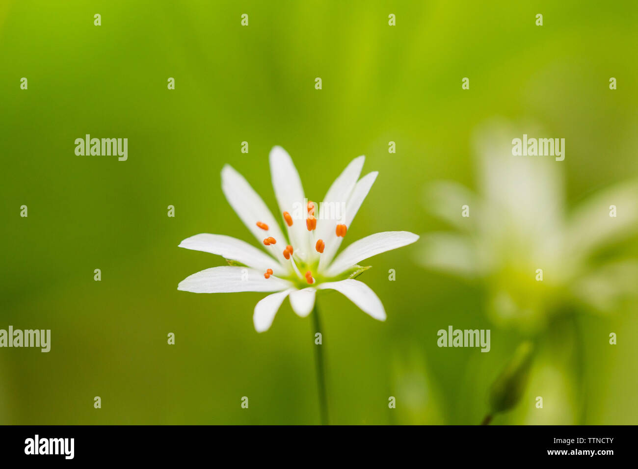 Small garden weed flower with white petals and red anthers Stock Photo ...