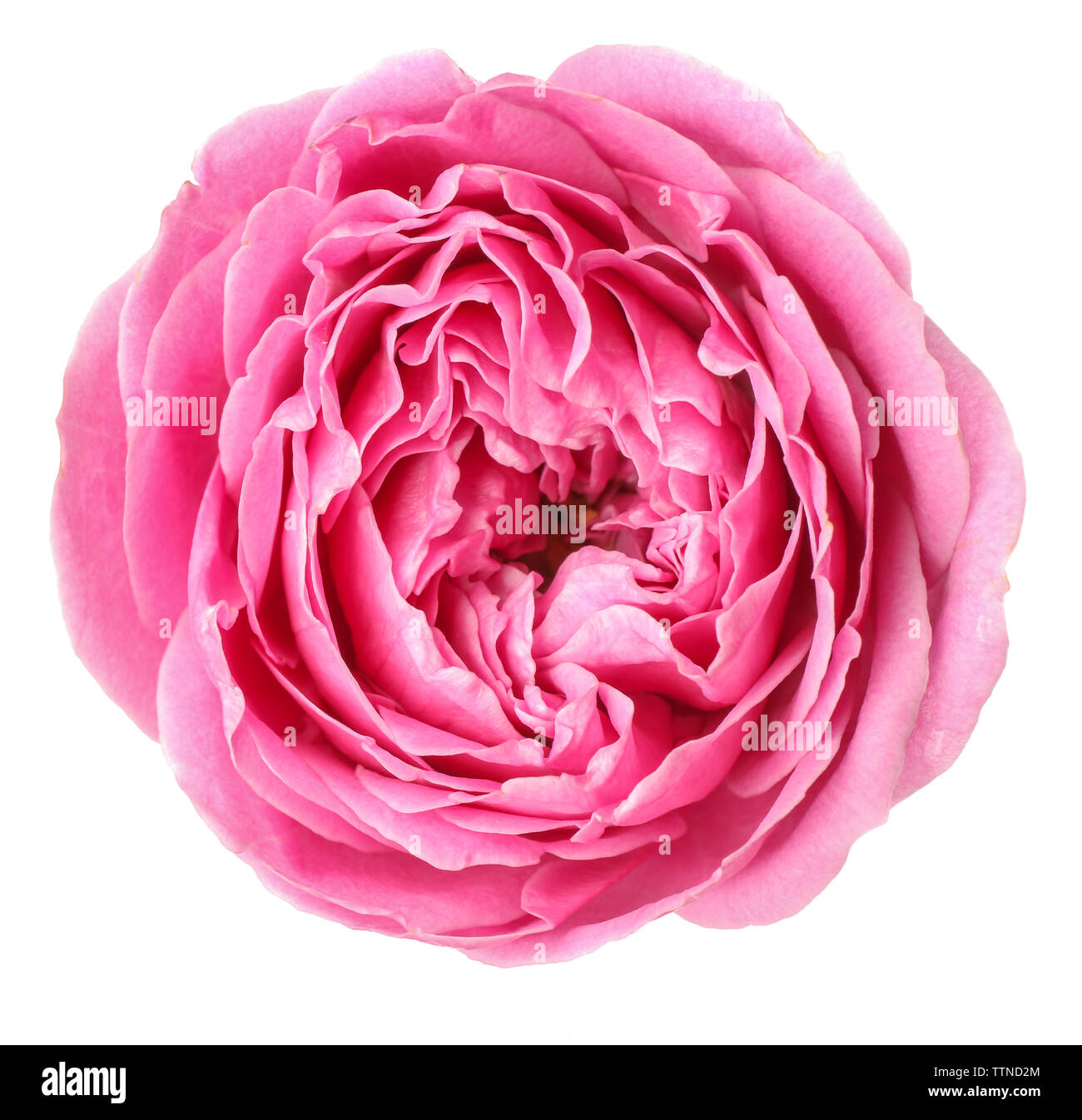 Beautiful pink rose isolated on white Stock Photo - Alamy