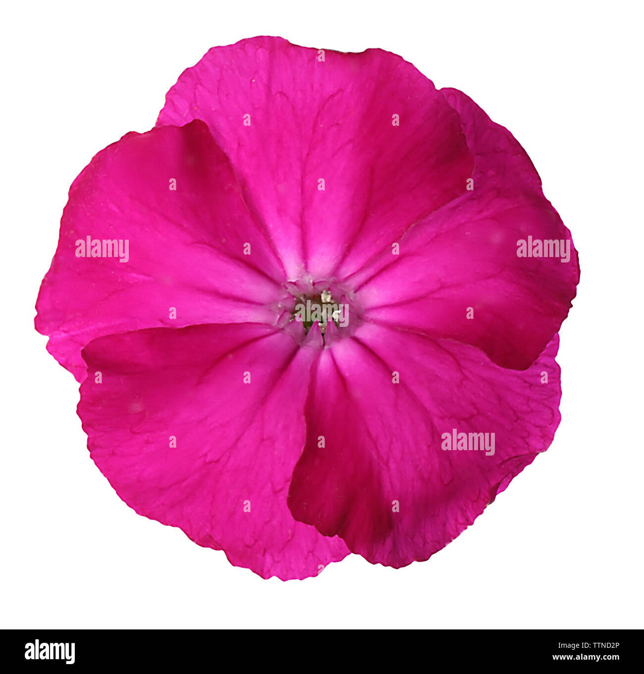 Beautiful pink flower isolated on white Stock Photo - Alamy
