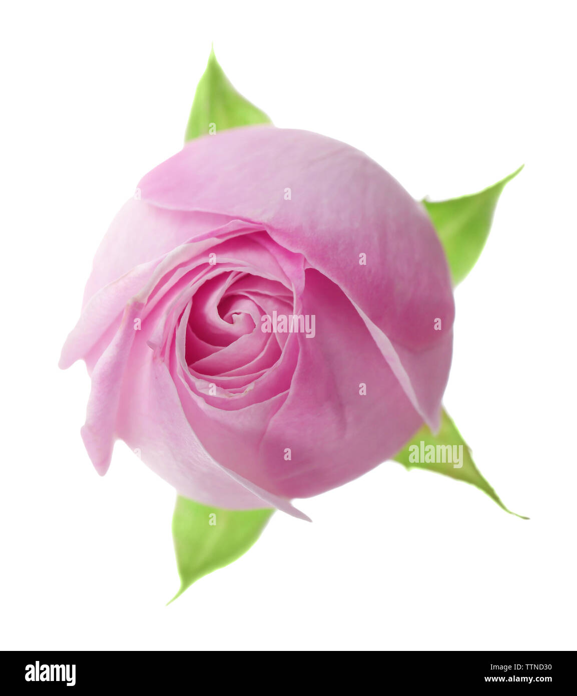 Beautiful pink rose bud isolated on white Stock Photo - Alamy