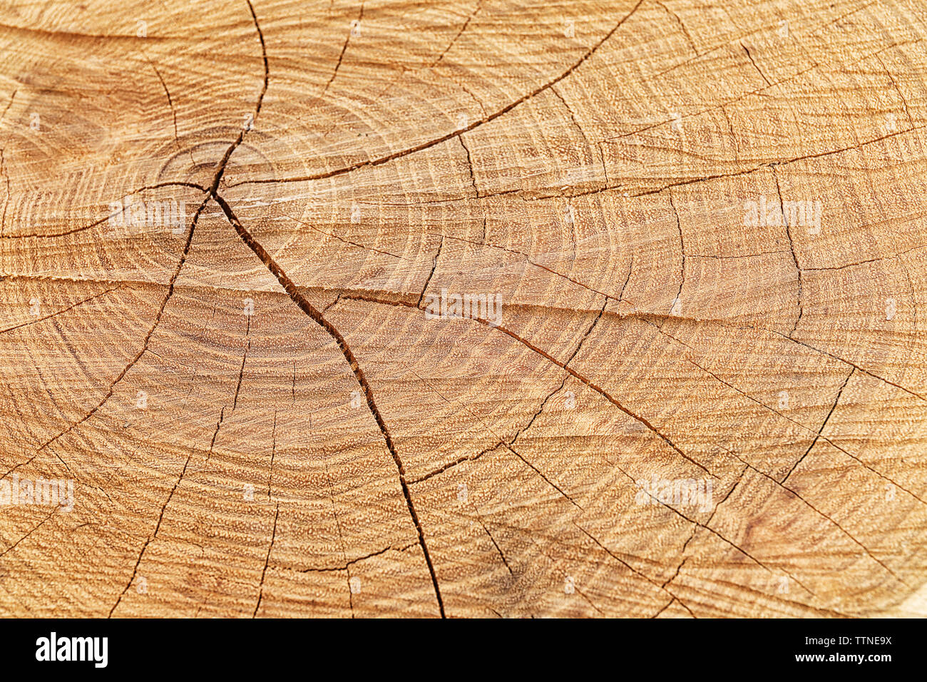 Cross section of tree Stock Photo - Alamy