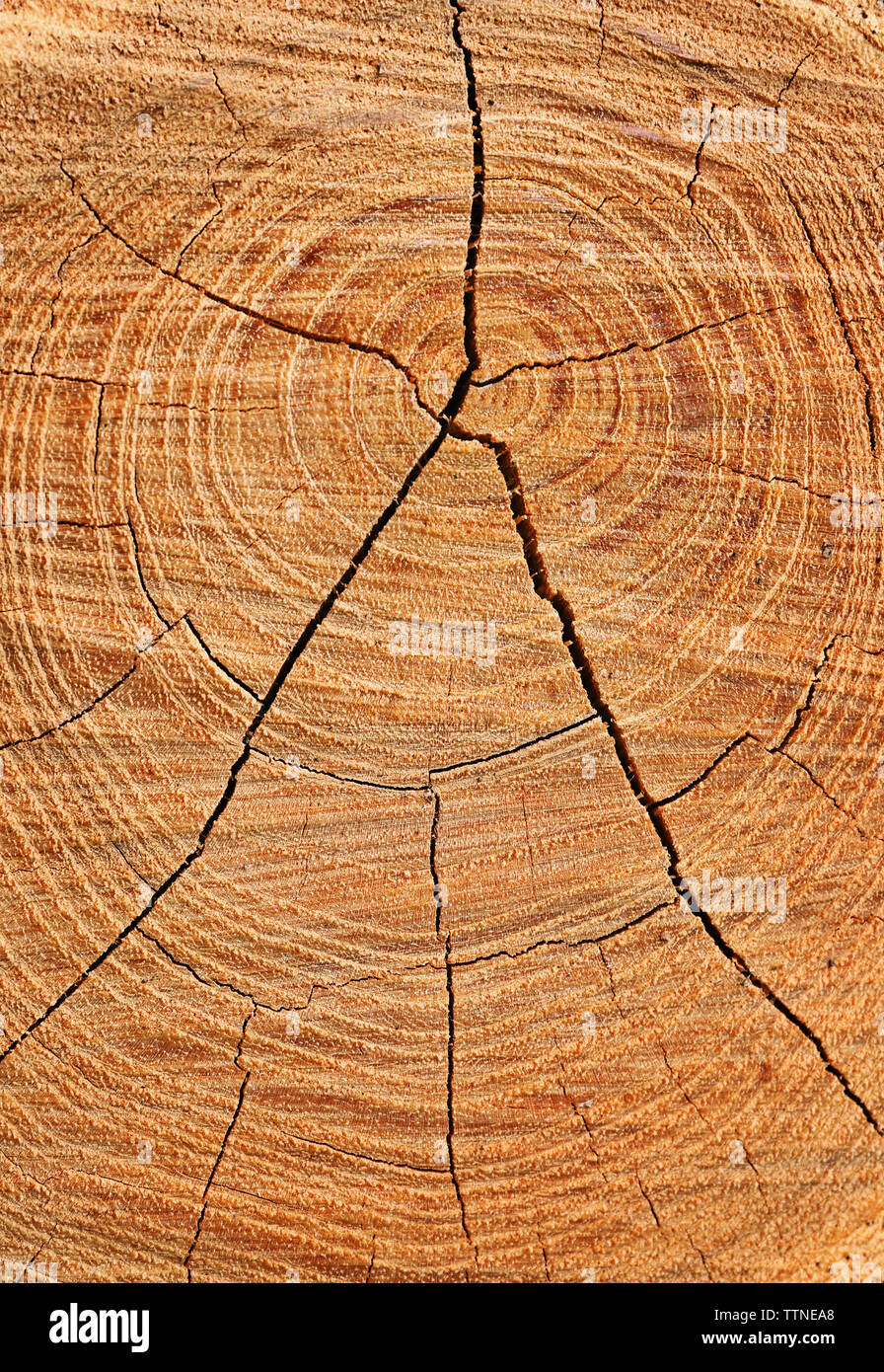 Cross section of tree Stock Photo - Alamy