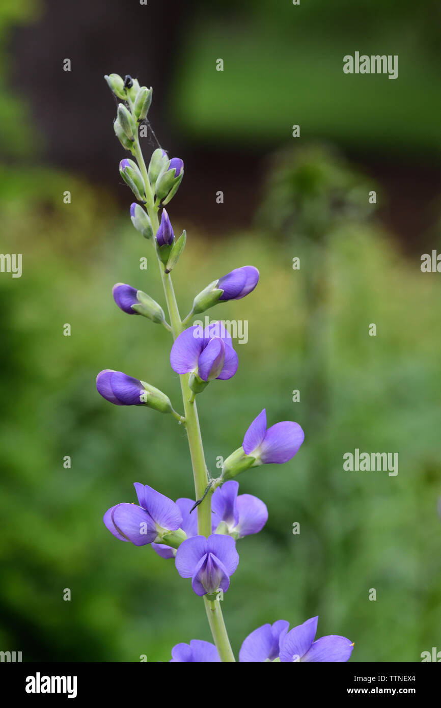 Blue wild indigo flowers (baptisia australis) in bloom Stock Photo - Alamy