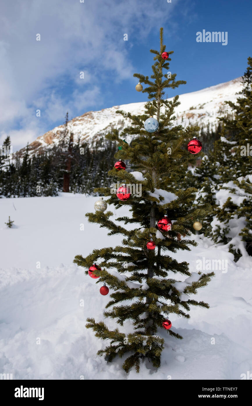 Field of christmas trees hi-res stock photography and images - Alamy