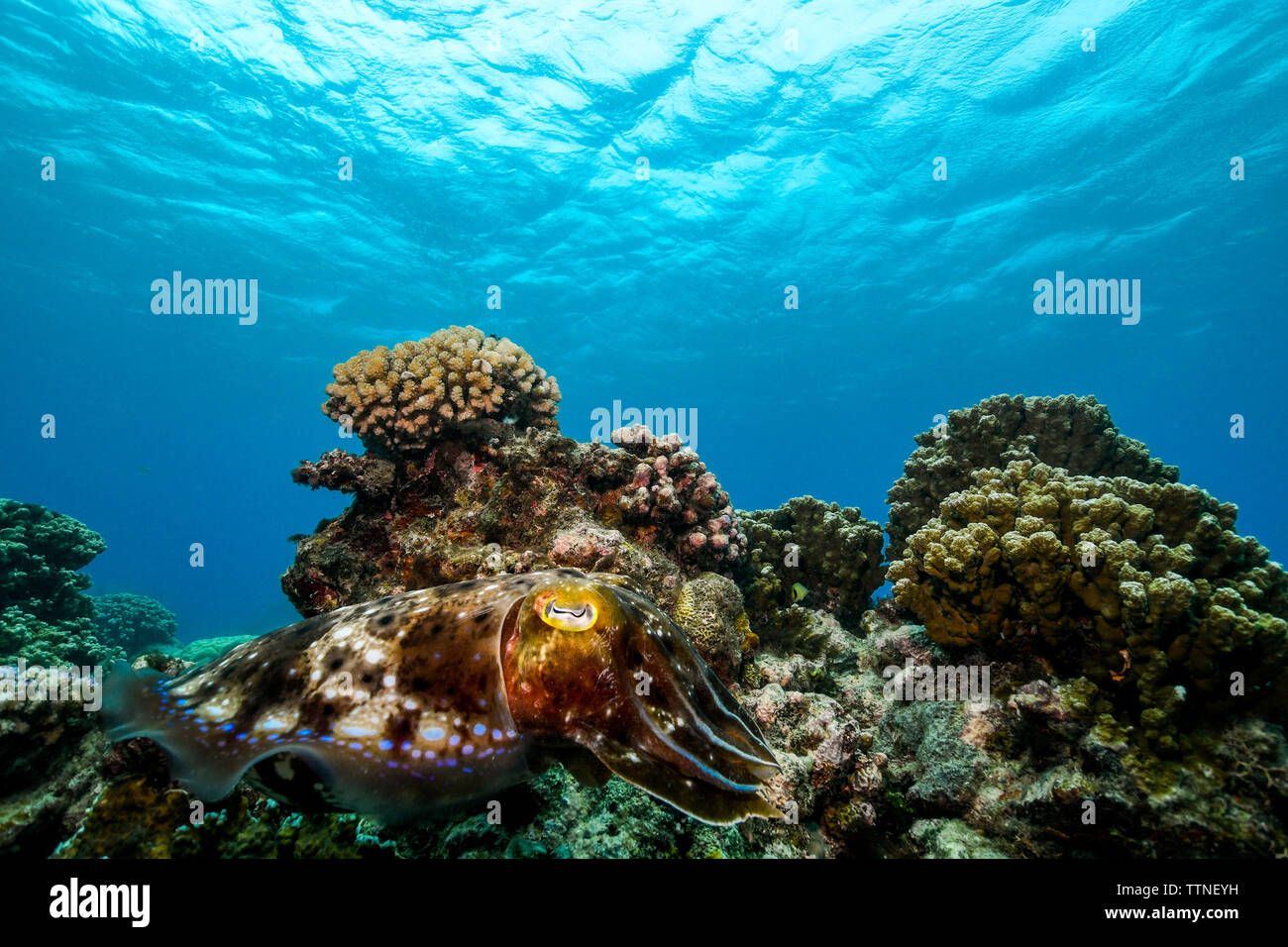 Cuttlefish in front of coral in the Great Barrier Reef Stock Photo - Alamy