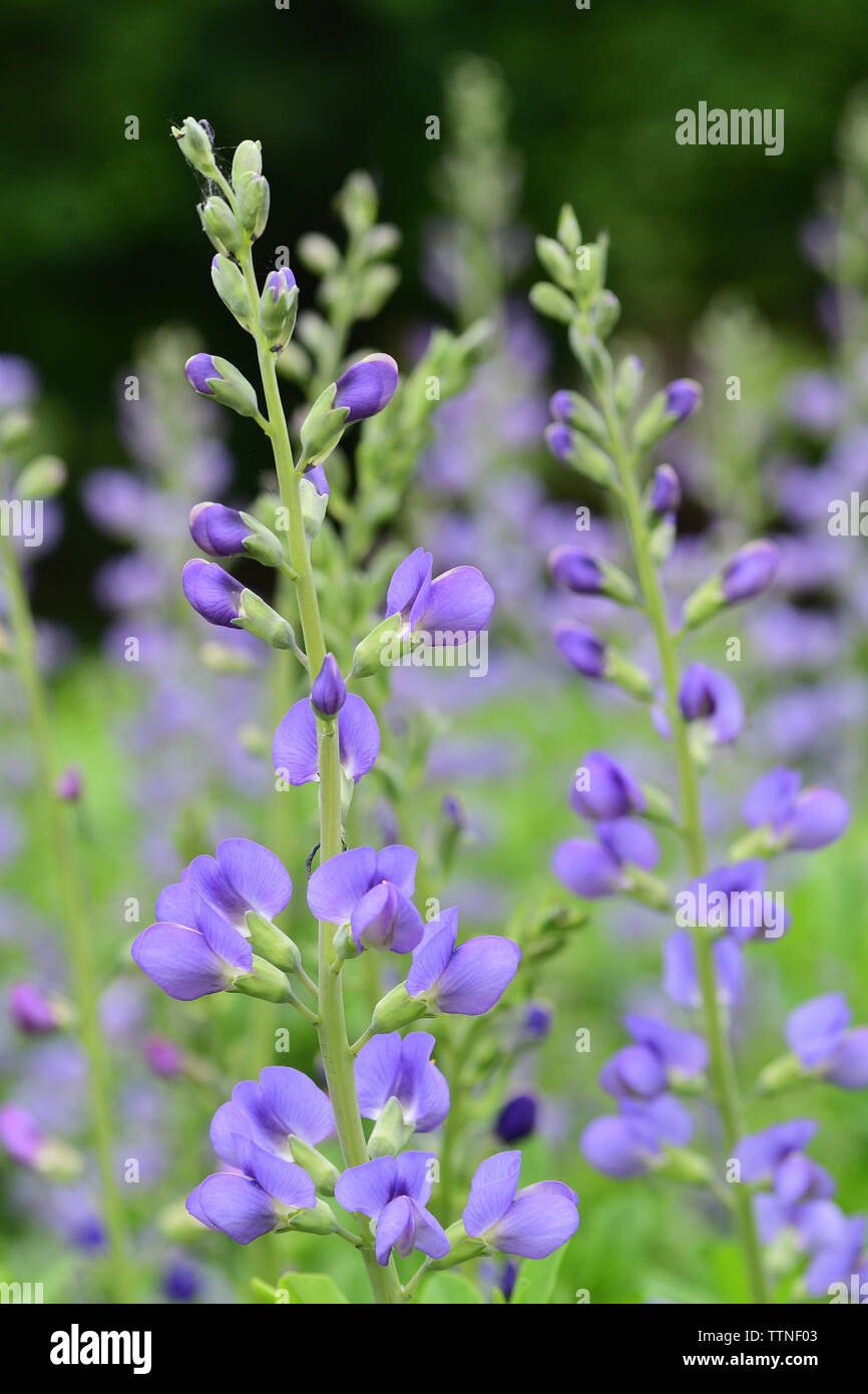 Tall blue wild indigo hi-res stock photography and images - Alamy
