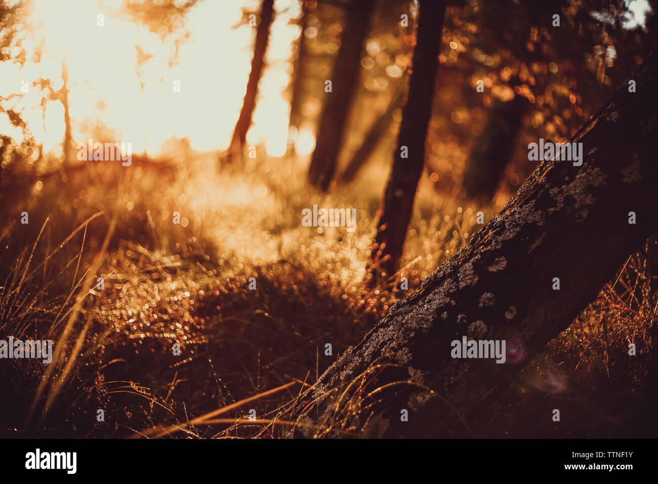 Plants and trees growing on field in forest during sunset Stock Photo ...